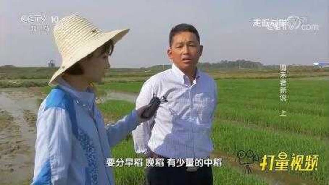 要想改良水稻品种,为何必须要杂交?看完后你就明白了|走近科学