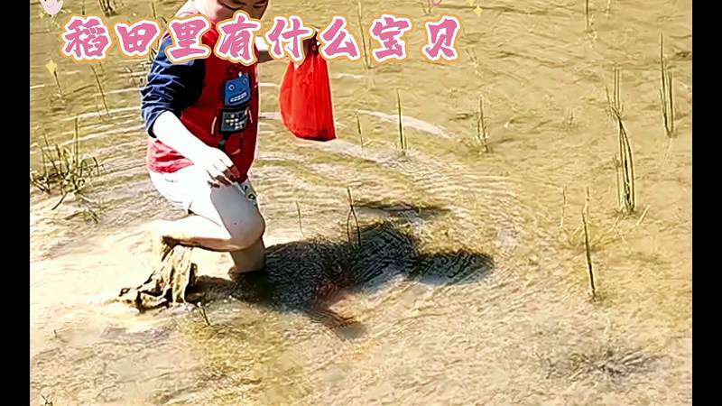 生长在稻田里的美食