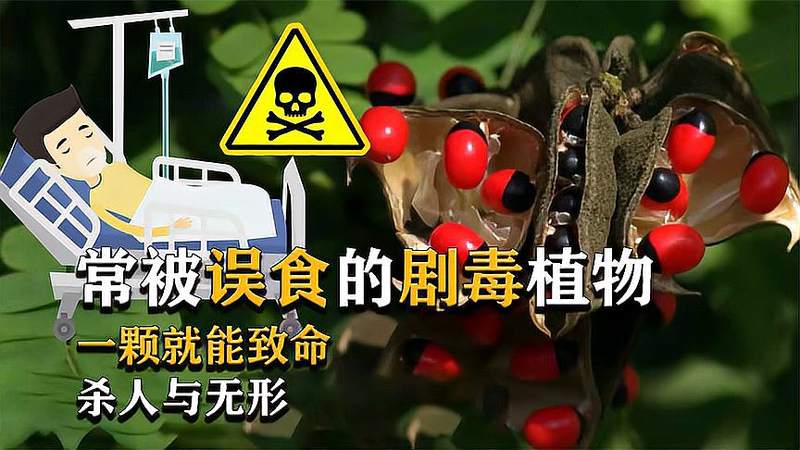世界上最毒的十种植物,一颗就能致命,一定要记住它们的模样
