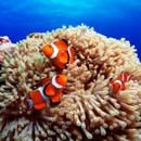 三农养殖大联盟 