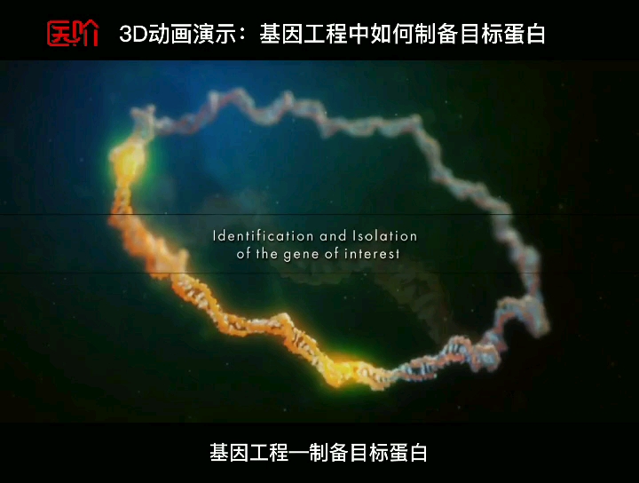 3D动画演示:基因工程中如何制备目标蛋白