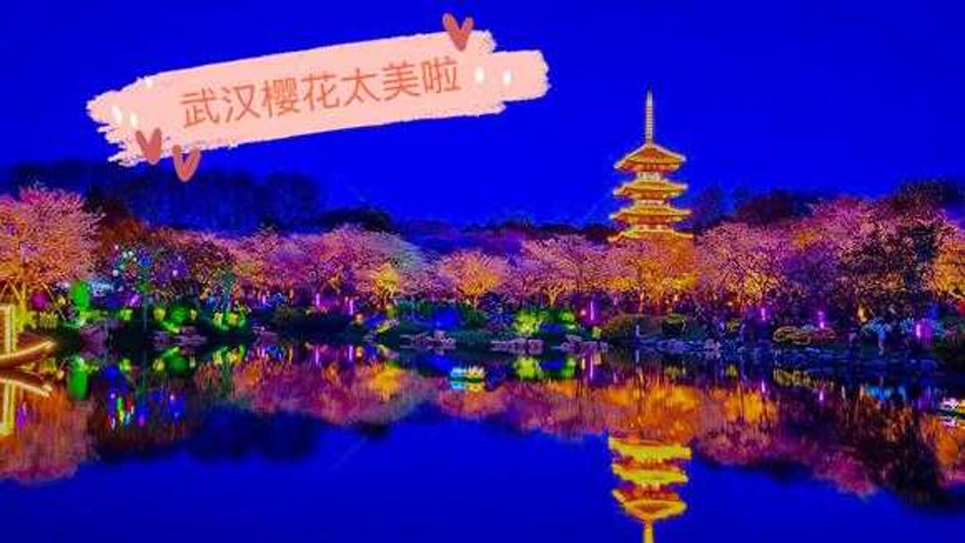 航拍武汉东湖樱花,樱花璀璨夺目美到窒息,你们喜欢这里吗?