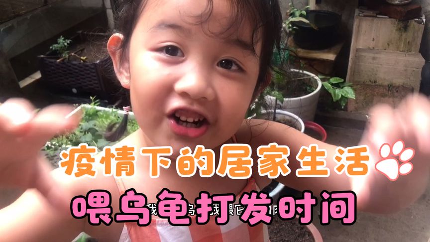 南京疫情下的居家生活,在姑婆家喂乌龟,了解淡水龟的生活习性