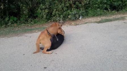 为什么有人说狗打架是死咬着不放,这下可见识了