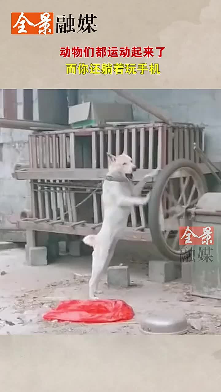 动物们都运动起来了,而你还躺着玩手机动物们都运动起来了