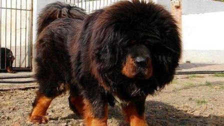 藏獒打不过这货,不是说藏獒很厉害的吗