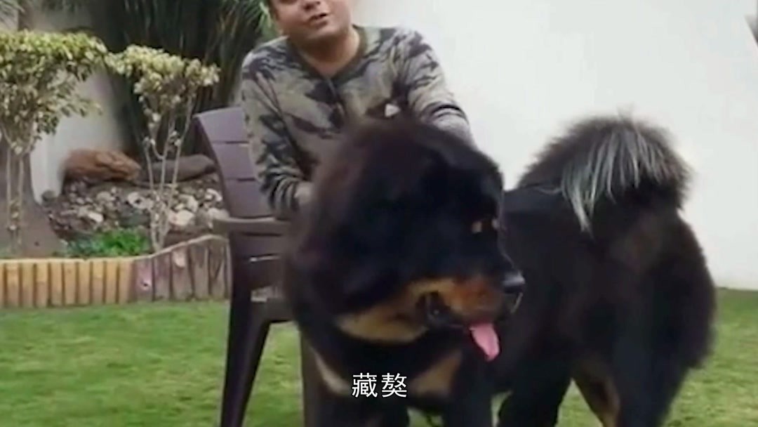 地球上最大的藏獒王,体毛长达40厘米,完虐鬼面藏獒!