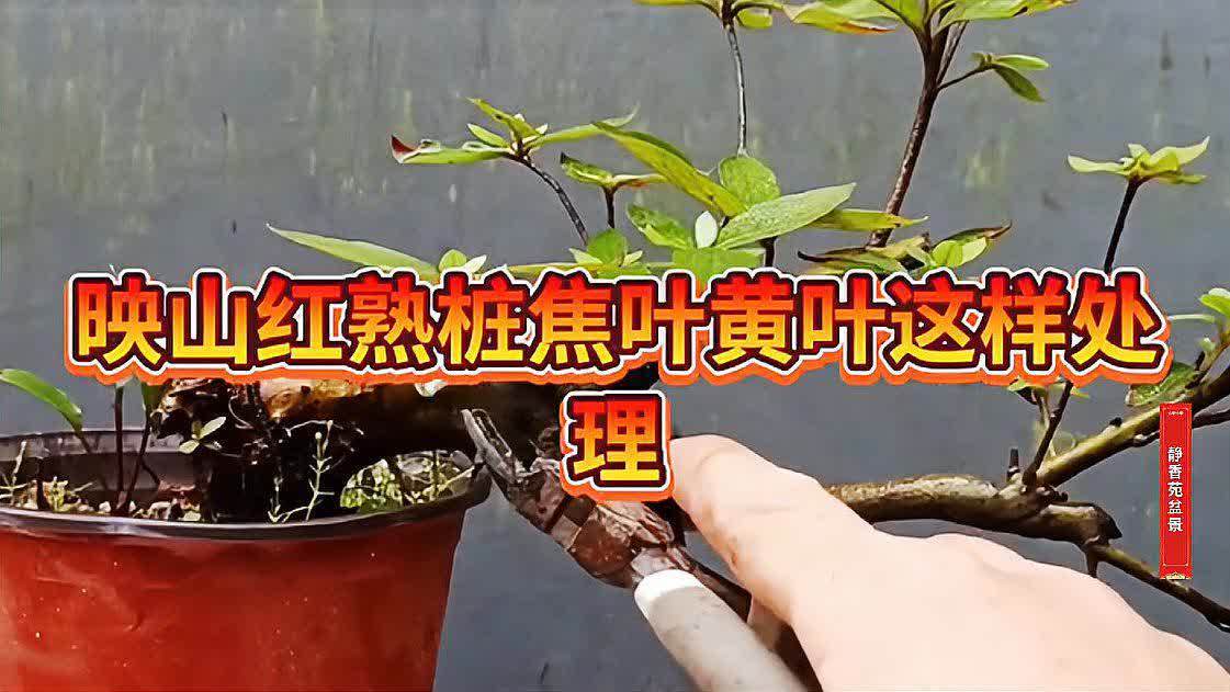 映山红熟桩焦叶黄叶只需这样处理,轻松解决问题