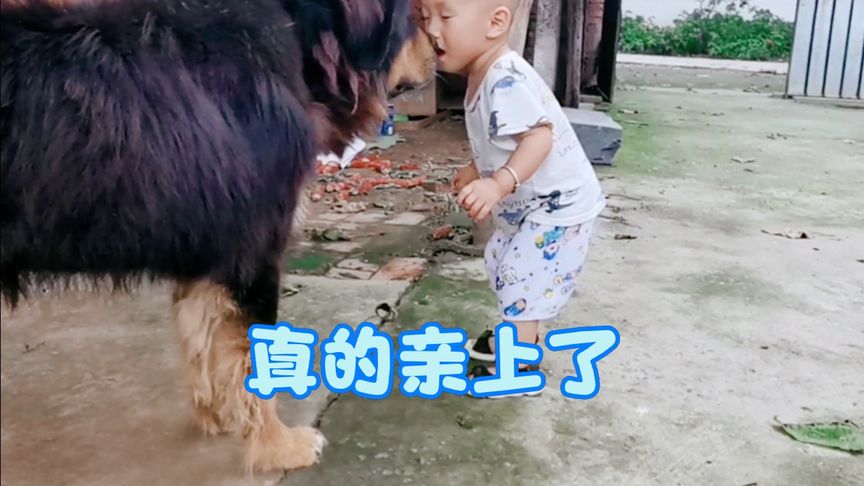 2岁孩子逗乐家里的成年藏獒,没想藏獒的反应太有爱了