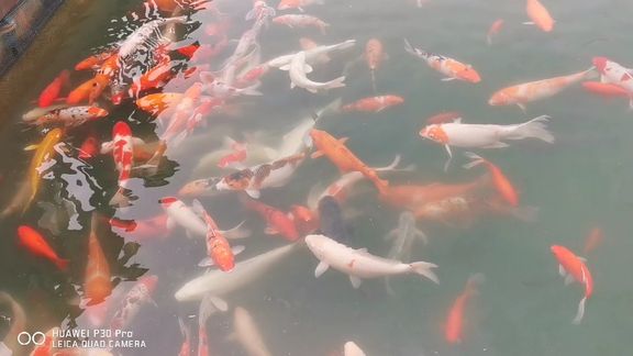 锦鲤?金龙鱼?酸菜鱼?奥利奥?自带圣光?我在说什么?看视频吧