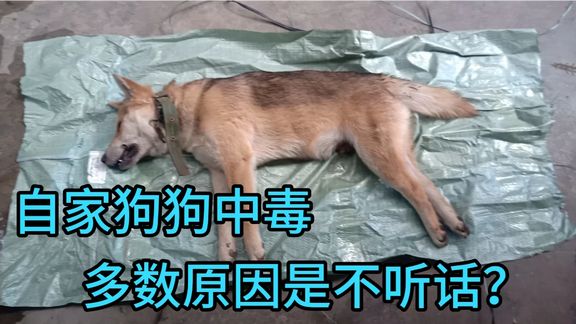 狗狗集体中毒,养狗人士耐心教导。