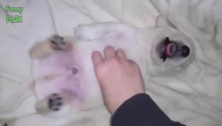 可爱的小狗 好看的视频