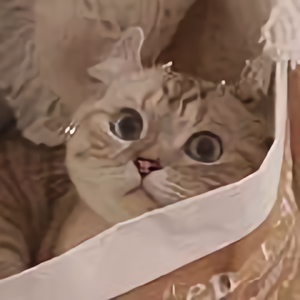 脆皮呀 