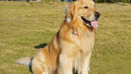 狗子们最想删除的视频,每一段都是让人心疼的黑历史