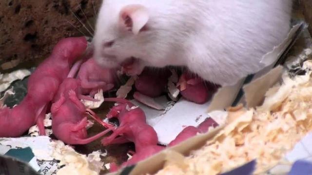 为什么做实验非要用小白鼠?用其他动物不行吗,镜头记录全过程