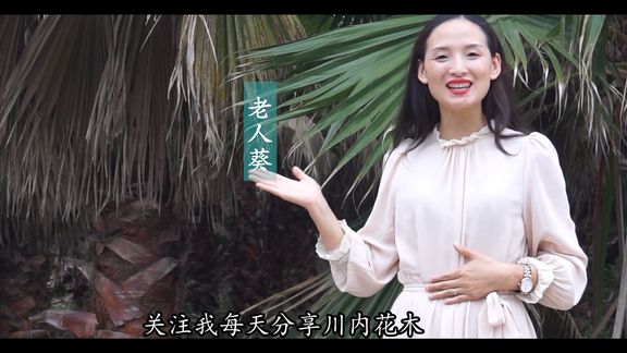 超级好养的老人葵,适合公园路边的绿地种植。#苗木人