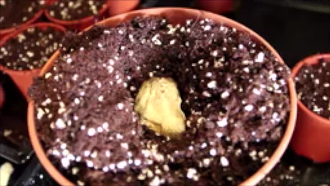 一个芒果盆栽种植如此简单?以后不买芒果了