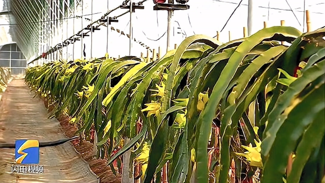 31秒丨东营广饶:扎实推进现代农业建设与乡村振兴相融合 全力培育...