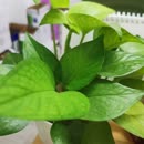 爱玩帆船の皇甫旭尧 