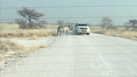 作死犀牛撞击汽车!下一秒让人捧腹大笑,镜头拍下整个过程