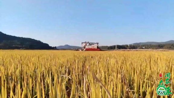稻谷你还用手工割吗?那就OUT了,快来瞧瞧我们怎么收割