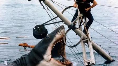 从大白鲨到巨齿鲨, 我们逐渐变秃, 鲨鱼却没有变强!