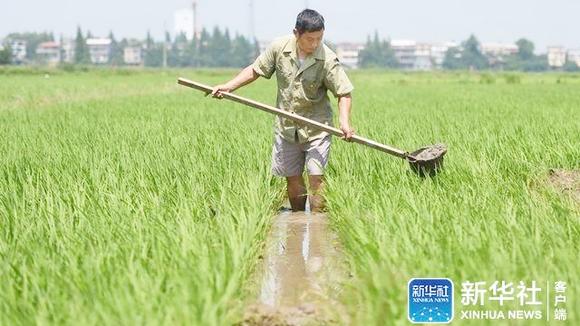 农家有机水稻种植专访