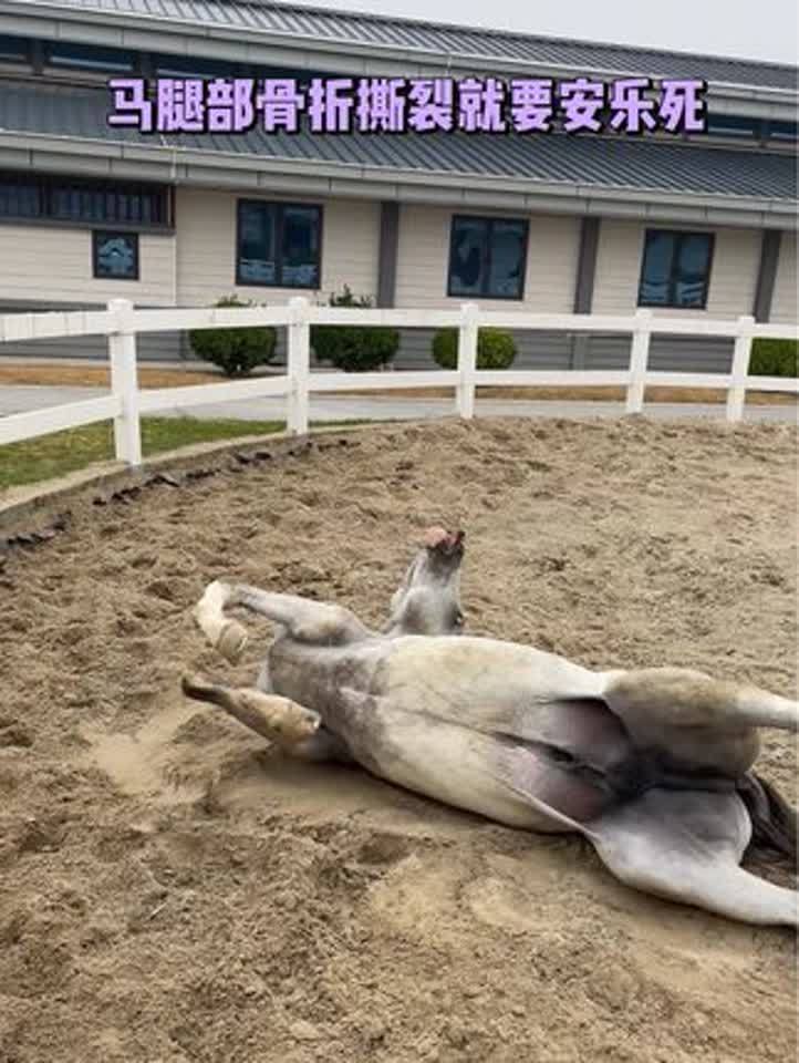 马腿骨折居然要安乐死