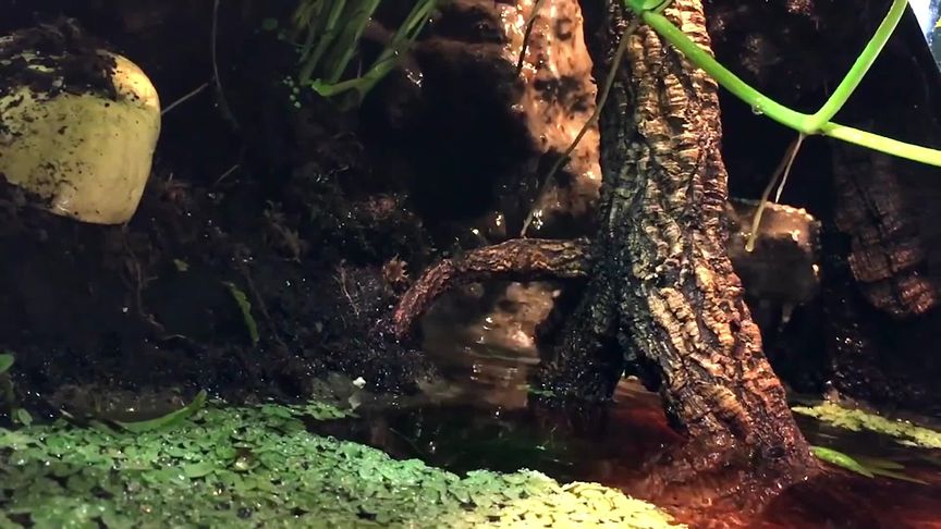 德国1.2米雨林缸造景全过程 中文讲解 第三集