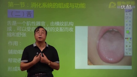 消化系统的组成与功能(1)