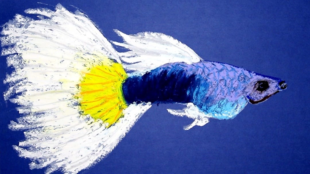 寒假到了我们一起来画画,线上学画视频教程之画鱼,高鳍红剑作品