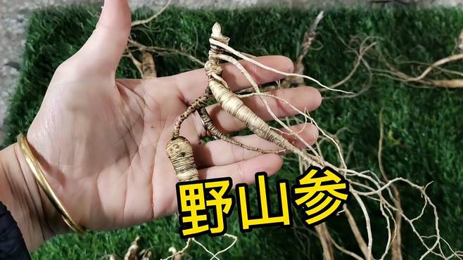 长白山林下西洋参与林下参的功效区别,赶集发现一根野山参