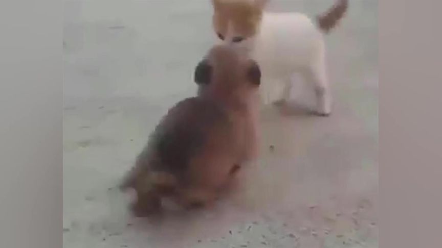 猫和狗的战争,猫狗从小就打架,实力是这样培养出来的
