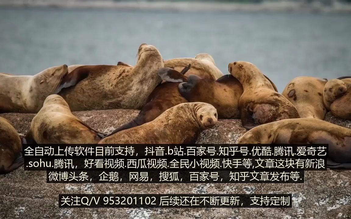 百度贴吧视频视频伪原创技术批量自动化#知乎号群发软件 #百家号...