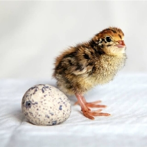 小小小小小小鹌鹑 