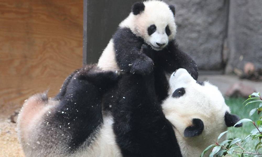罕见的大熊猫生长记录,原来大熊猫刚生下来是这样的