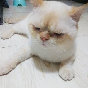 小帅猫游戏达人 