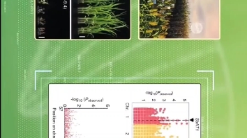 中国科学家发现抗盐碱新基因,视频解读Science重磅论文,抗盐碱新基因...