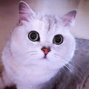 大哇家丸爱玩游戏 