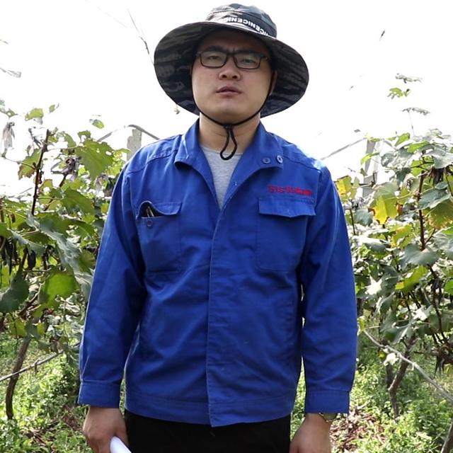 小阳说葡萄 