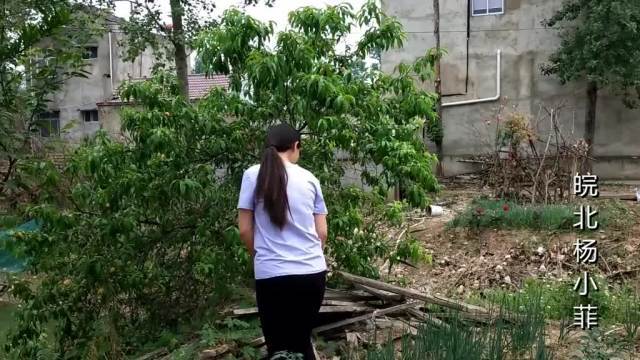 一棵小桃树无人管理,结的.