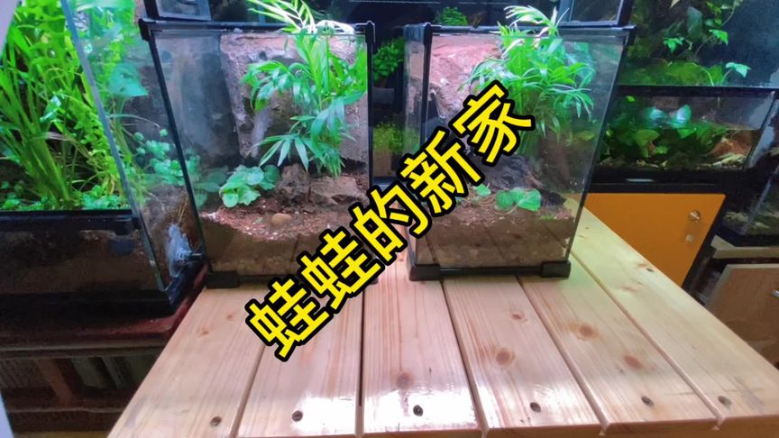 #爬宠 #造景 #树蛙 #热带雨林 #景观设计