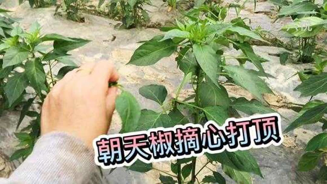 朝天椒跟其他辣椒管理不一样,做好这一步,一棵能结100多颗辣椒