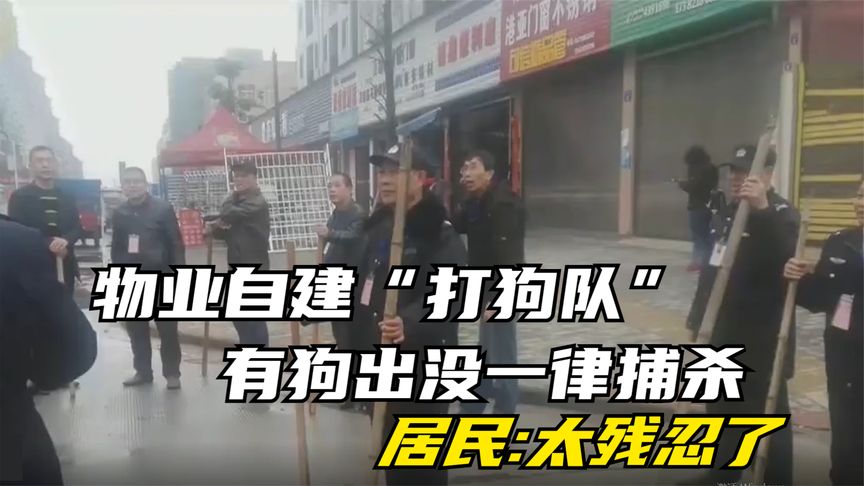 物业自建"打狗队",有狗出没一律捕杀,居民:太残忍了