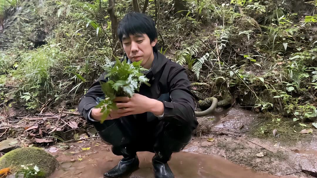 这种植物药用价值极高,名叫黄连,不尝一尝就不知道到底有多苦