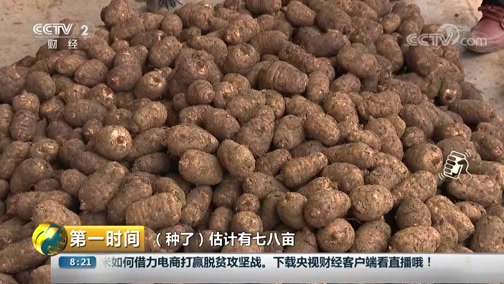 [第一时间]云南彝良:天麻大量上市 不同等级价格同比有差异