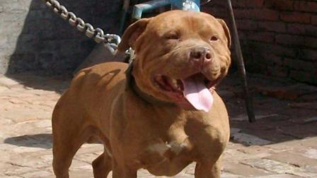 逞勇斗狠,比特犬至死方休的凶狠打斗