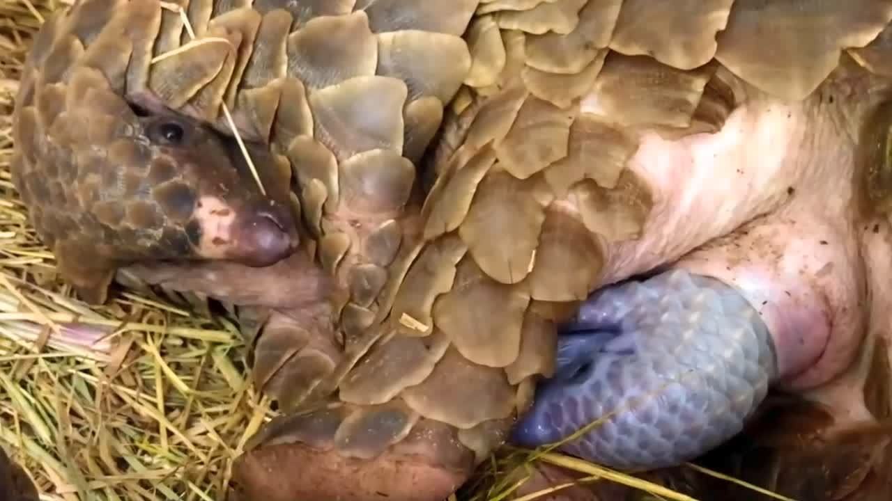 太可爱了!近距离观看穿山甲如何带宝宝,一辈子难得见一次