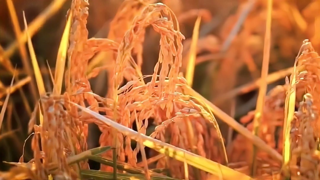 水稻大面积种植收割技术展示,一个人可以种几百亩