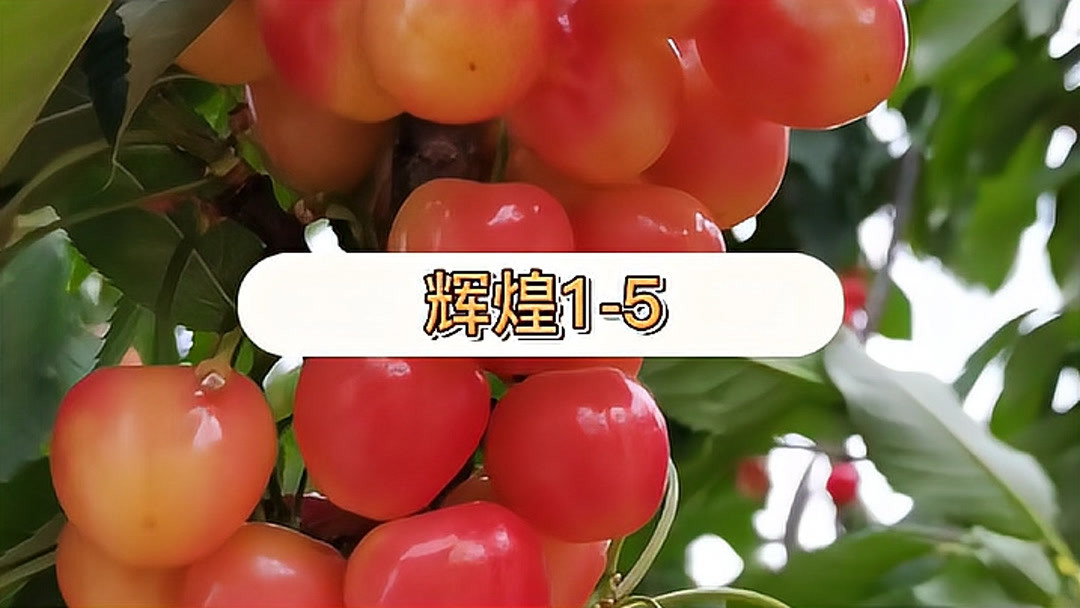 黄果大樱桃新品种 1-5辉煌大樱桃苗如何辨认真假